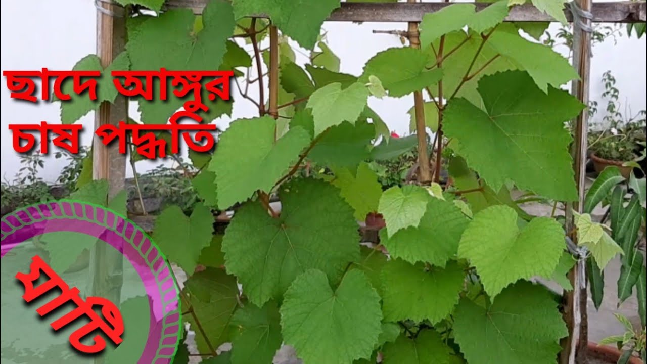 Grape cultivation method in roof garden. ছাদ বাগানে আঙ্গুর ফল চাষ ...