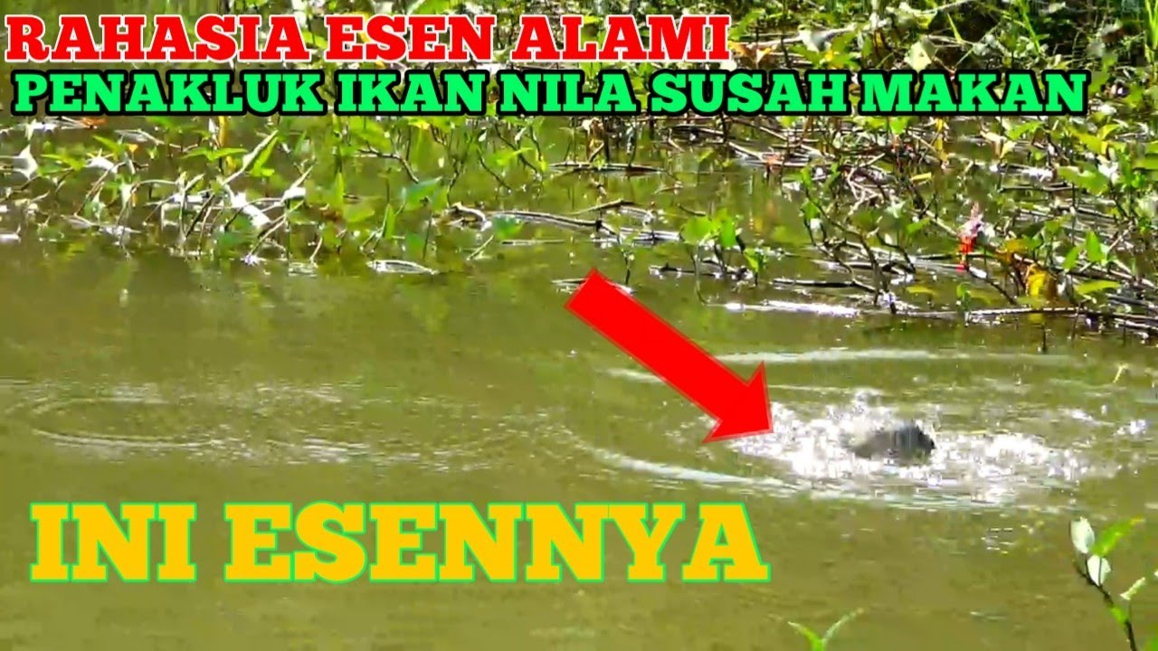 cara ampuh mengunakan Esen alami daun pandan untuk mancing ikan nila ...