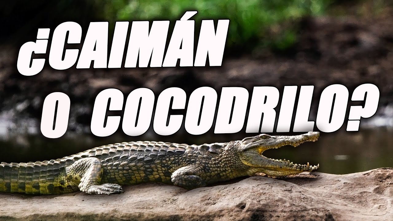 ¿Como diferenciar caimán de cocodrilo? | El caimán enano - YouTube