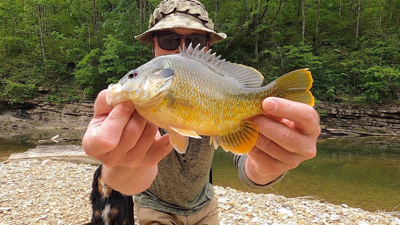 The rock bass are hungry, and the smallmouth want to chase them. Slow ...