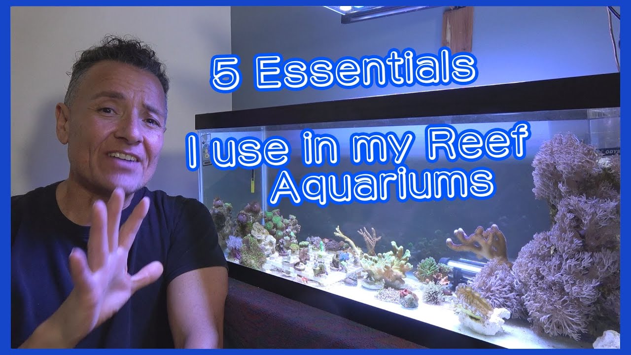 Reef Made Simple 5 things Spicy Reef E116 - YouTube