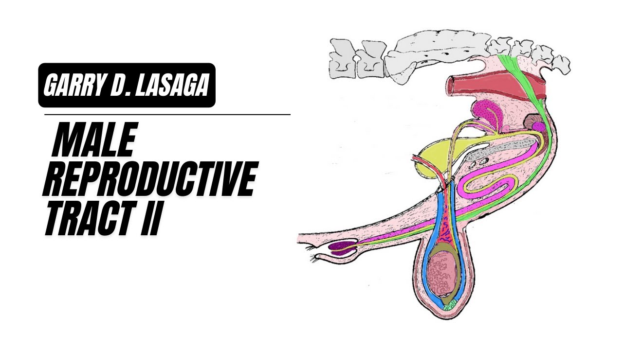 Bull Reproductive System