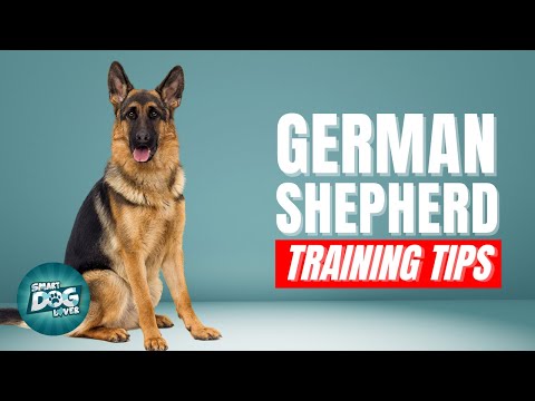 The Best Way to Train a German Shepherd [Upd. 2 days ago]
