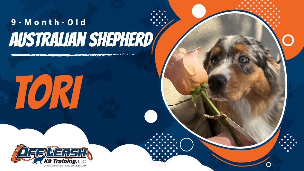 NoTORIous RBG | Australian Shepherd | Bay Area Dog Trainers - YouTube