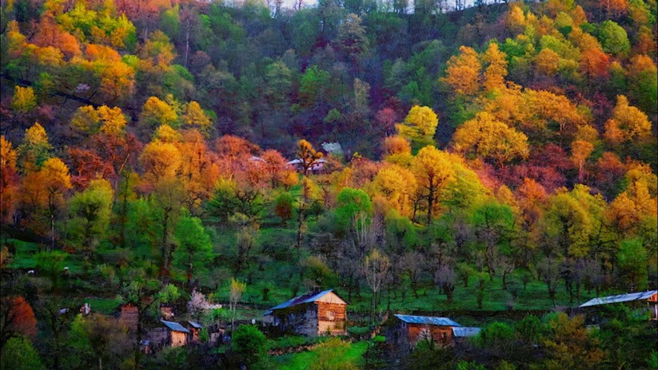 A beautiful and relaxing documentary about the forests of Iran ...