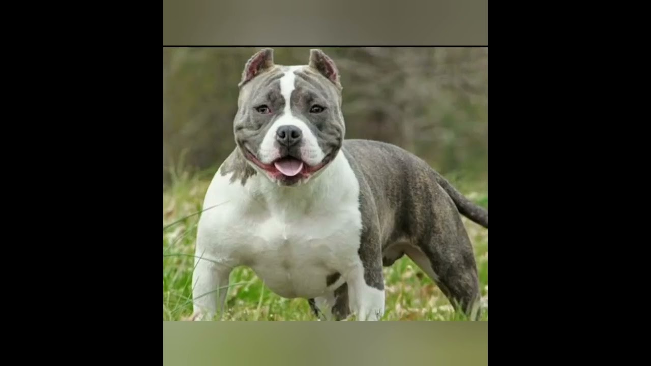 Fotos de perros Pitbull los perros más fuertes y los más rudos - YouTube