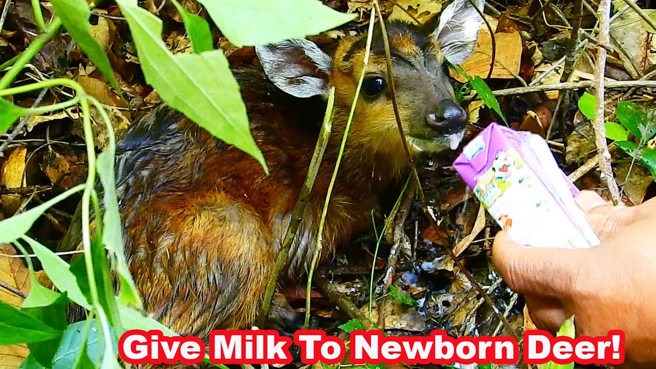 Our team trying to milk to cute newborn roe deer to drink in Sovana ...