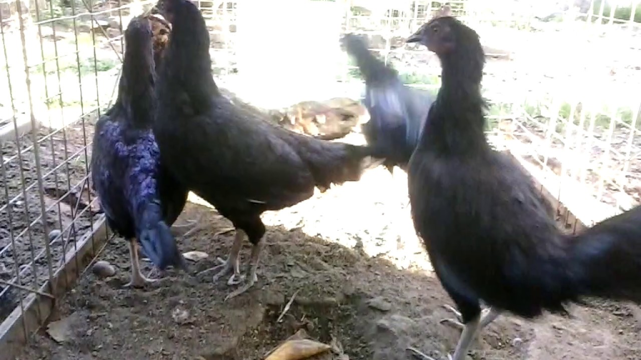 GALLINAS PERUANAS - YouTube