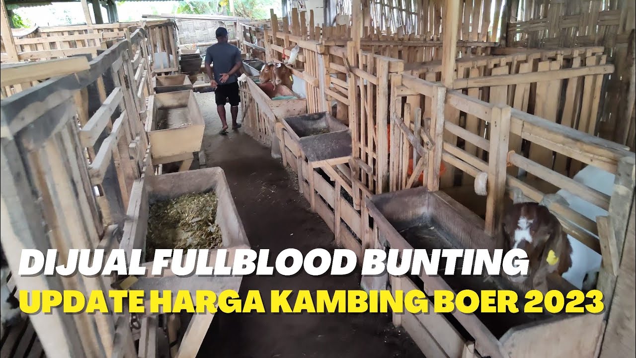 HARGA KAMBING BOER FULL BLOOD N CROSS BOER 2023 - YouTube