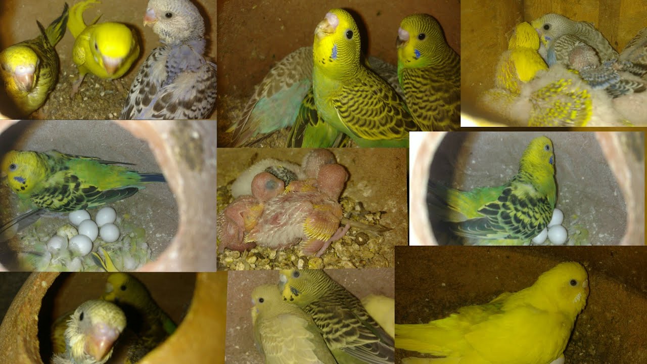 Live Budgies Colony ( Budgies Aviary) - YouTube