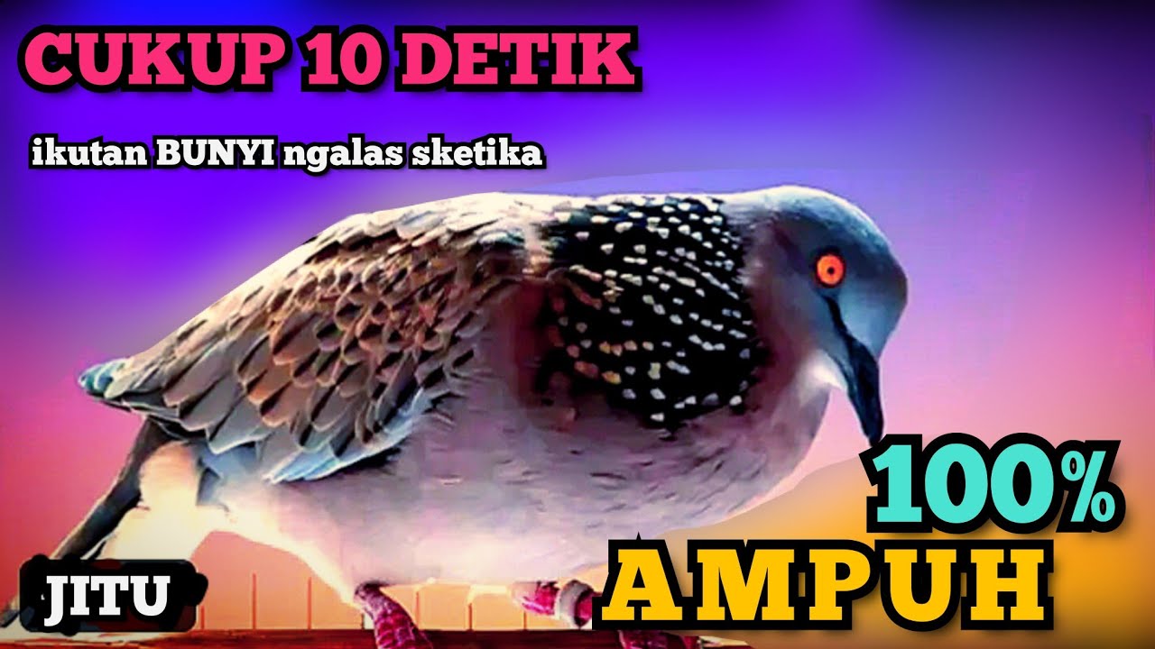 PANGGILAN derkuku Jawa suara TAJAM,cocok Buat PANCINGAN DAN MIKAT - YouTube