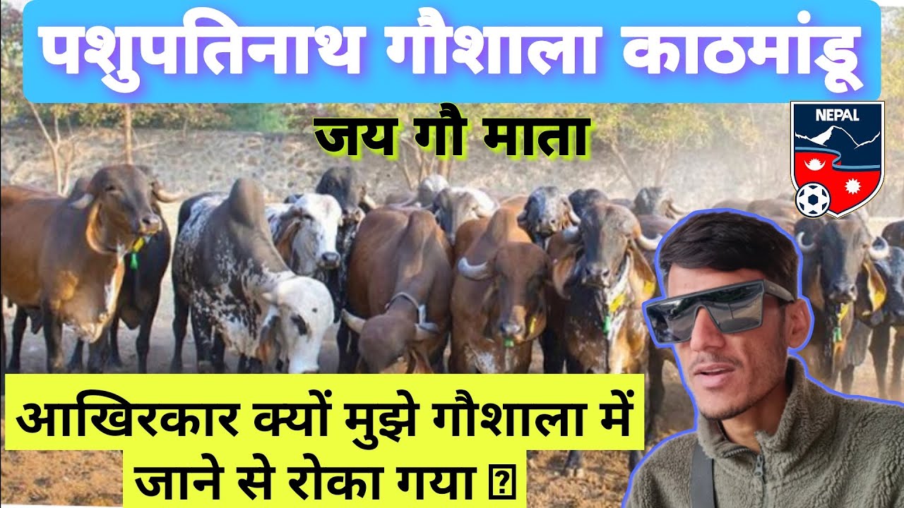 पशुपतिनाथ गौशाला काठमांडू नेपाल || Kathmandu Nepal gaushala - YouTube