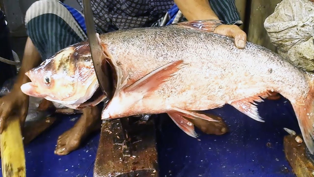 Amazing silver carp Fish Cutting Live | Fish Cutting Skills BD - YouTube