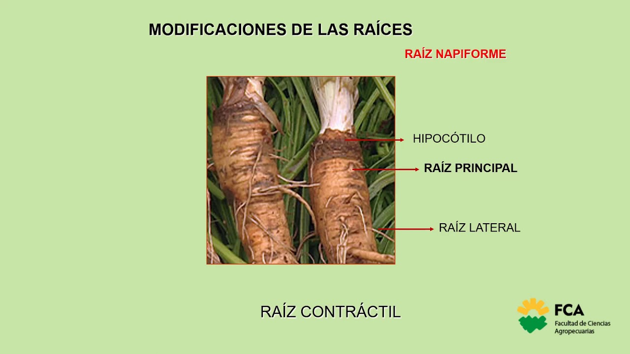 tema 2 raiz - YouTube