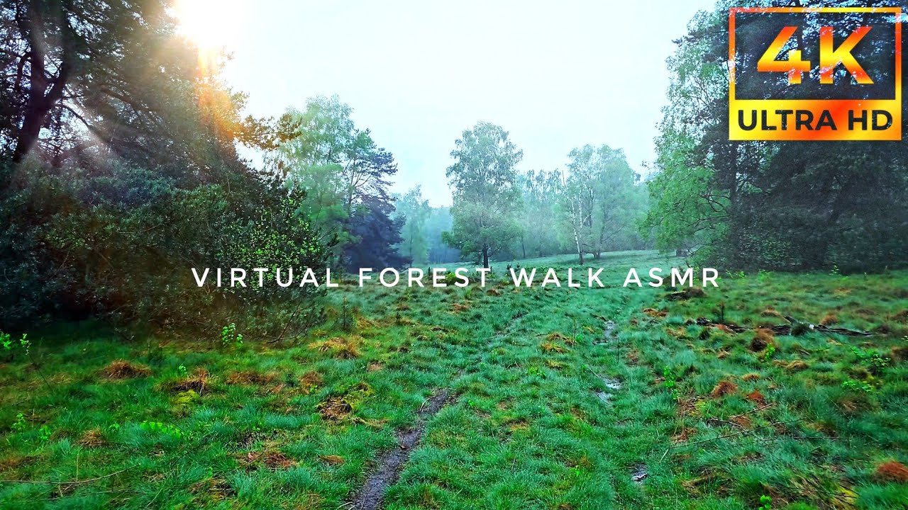 4K Rainy Spring Forest Walk | ASMR Nature Sound - YouTube