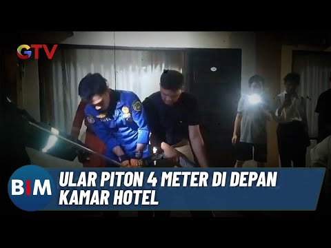 Petugas Damkar Evakuasi Ular Piton 4 Meter di Depan Kamar Hotel - BIM 03/12