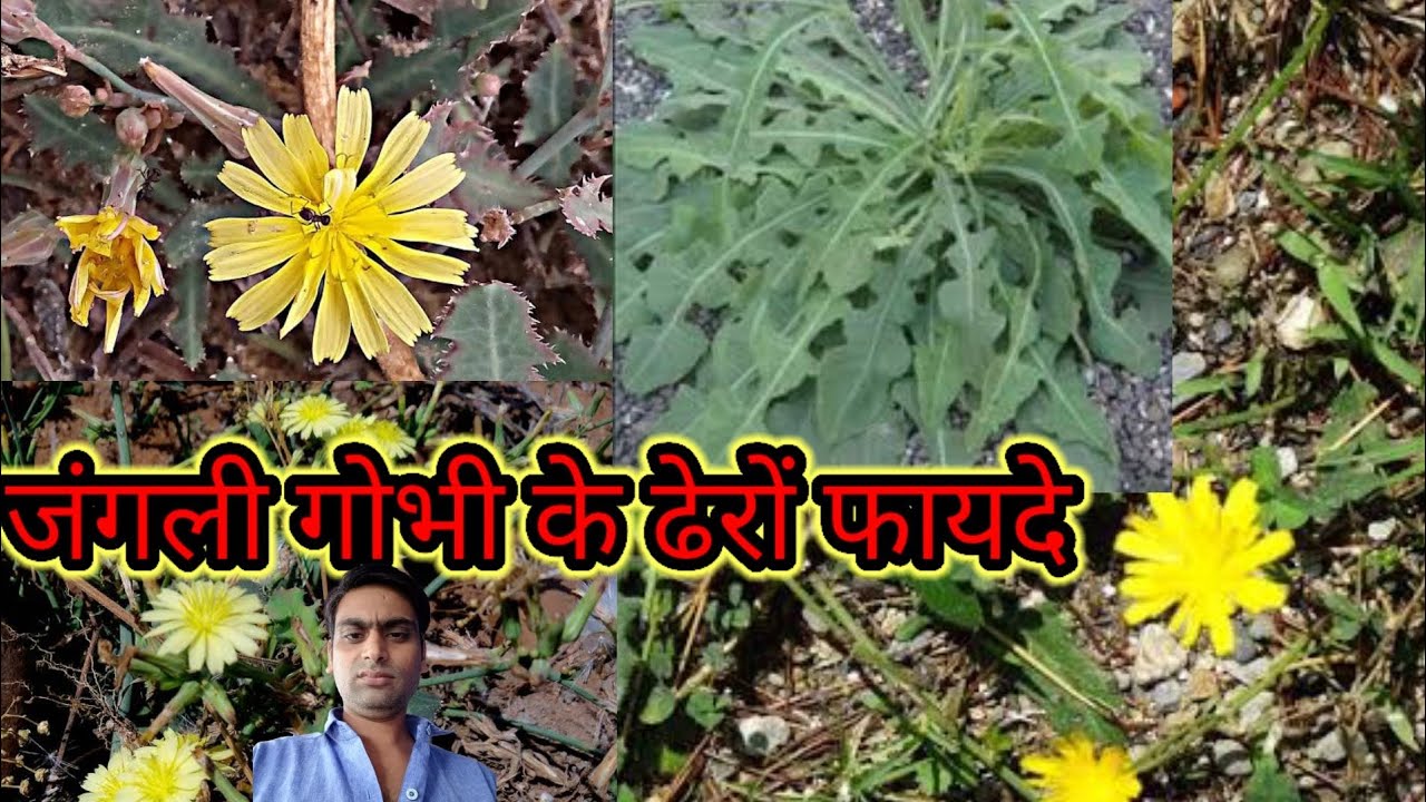 जंगलीगोभी के फायदे और पहचान। jungali gobhi ke fayde - YouTube