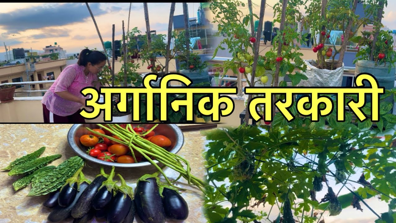 कौसिमा फलेको अर्गानिक तरकारी😊😊$krisal family vlog& - YouTube