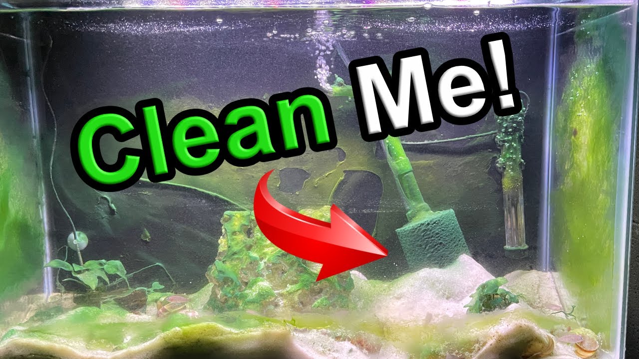 Master Sponge Filter Maintenance: Keep Tanks Pristine! - YouTube