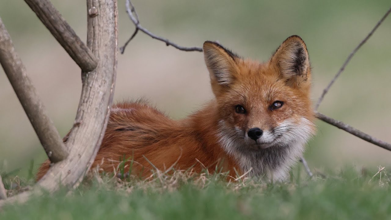 Red Fox: The Clever Hunter of the Wild | Full Documentary - YouTube