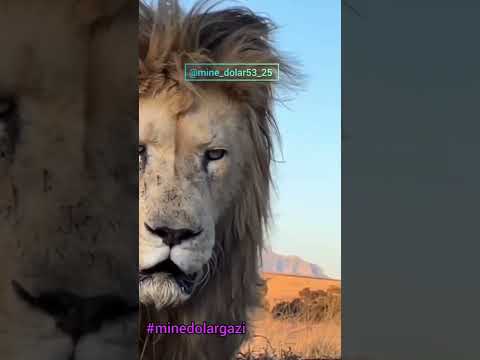 harbi sözler 14.        #minedolargazi 👈