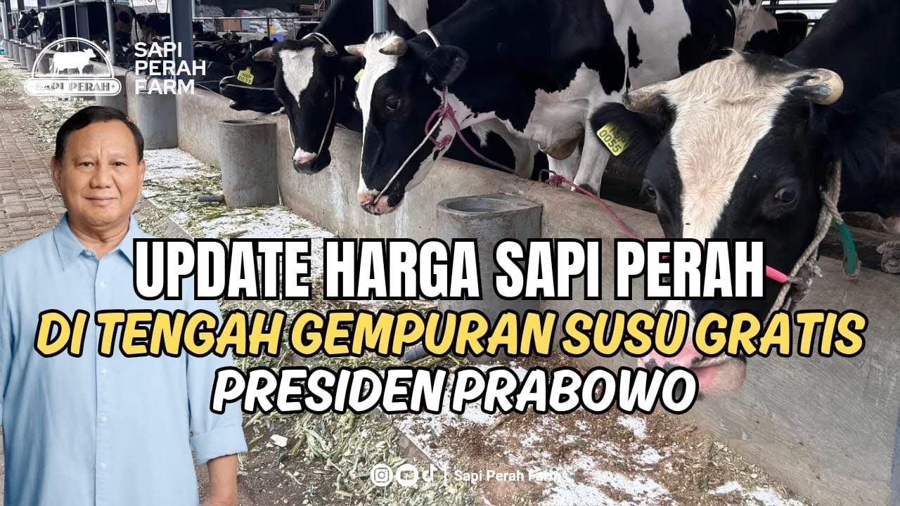 Harga Sapi Perah Semakin Meriah 🔥 - YouTube