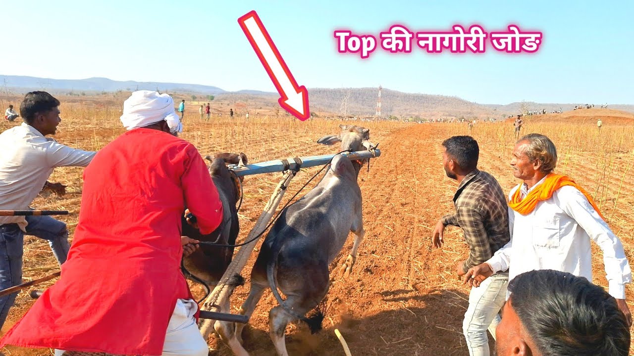 Top नागोरी बैल जोङी।Gaon ki Race village cow। Indian desi Nagori bull ...