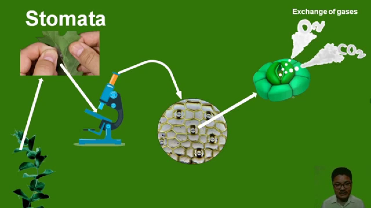 STOMATA CLASS X CHAPTER 5 LIFE PROCESSES VIDEO 2 - YouTube