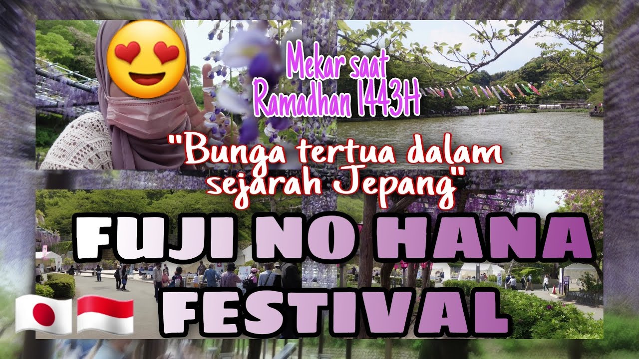CANTIKNYA BUNGA WISTERIA (FUJI) MEKAR SAAT RAMADHAN DI JEPANG | FUJI ...