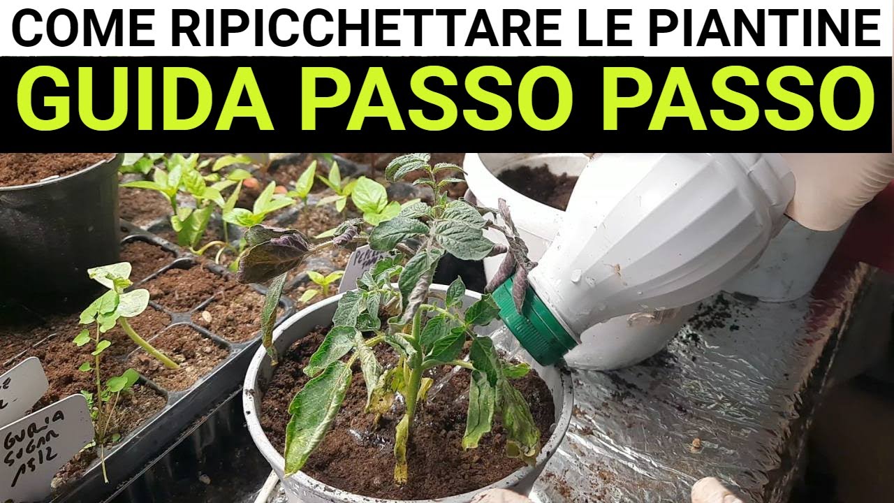 Come trapiantare o ripicchettare le piantine. Guida passo passo! - YouTube