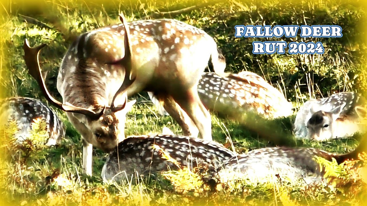 FALLOW DEER RUT 👀 HUGE Vocal BUCK Tracks & Covers Wild Does In Season 👀 ...