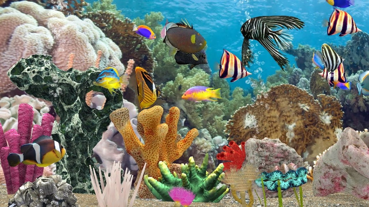 ASMR Beautiful Coral Reef Fish🐠,Relaxing Sound & Stunning Aquarium ...