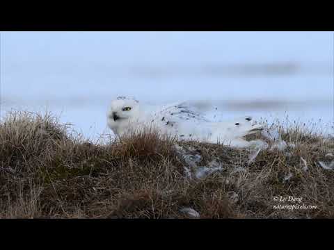 Snowy Owl on nest - 2018 breeding season - YouTube
