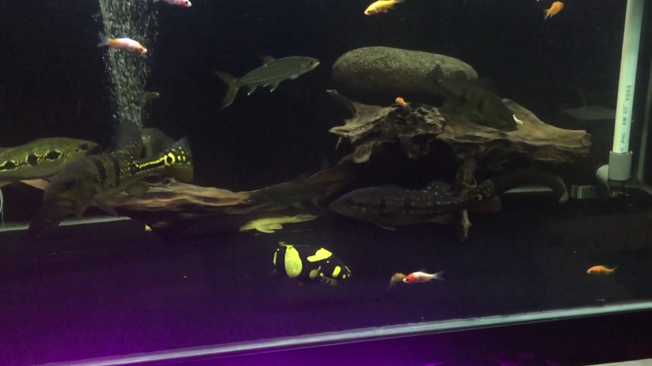 Freshwater Bumble Bee Grouper - YouTube