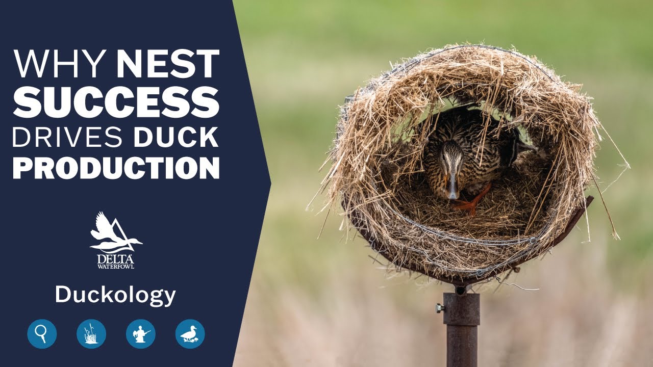 Why Nest Success Drives Duck Production | Duckology - YouTube