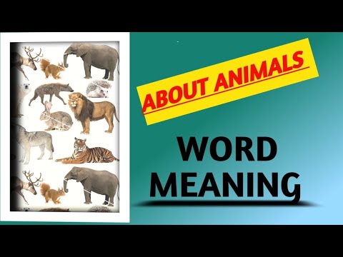 Very Useful Animals Related 20 Words Meaning ।। - YouTube