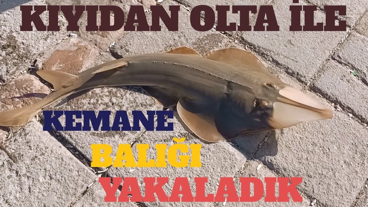 KEMANE BALIĞI/OLTADAN KEMANE BALIĞI ÇIKTI - YouTube