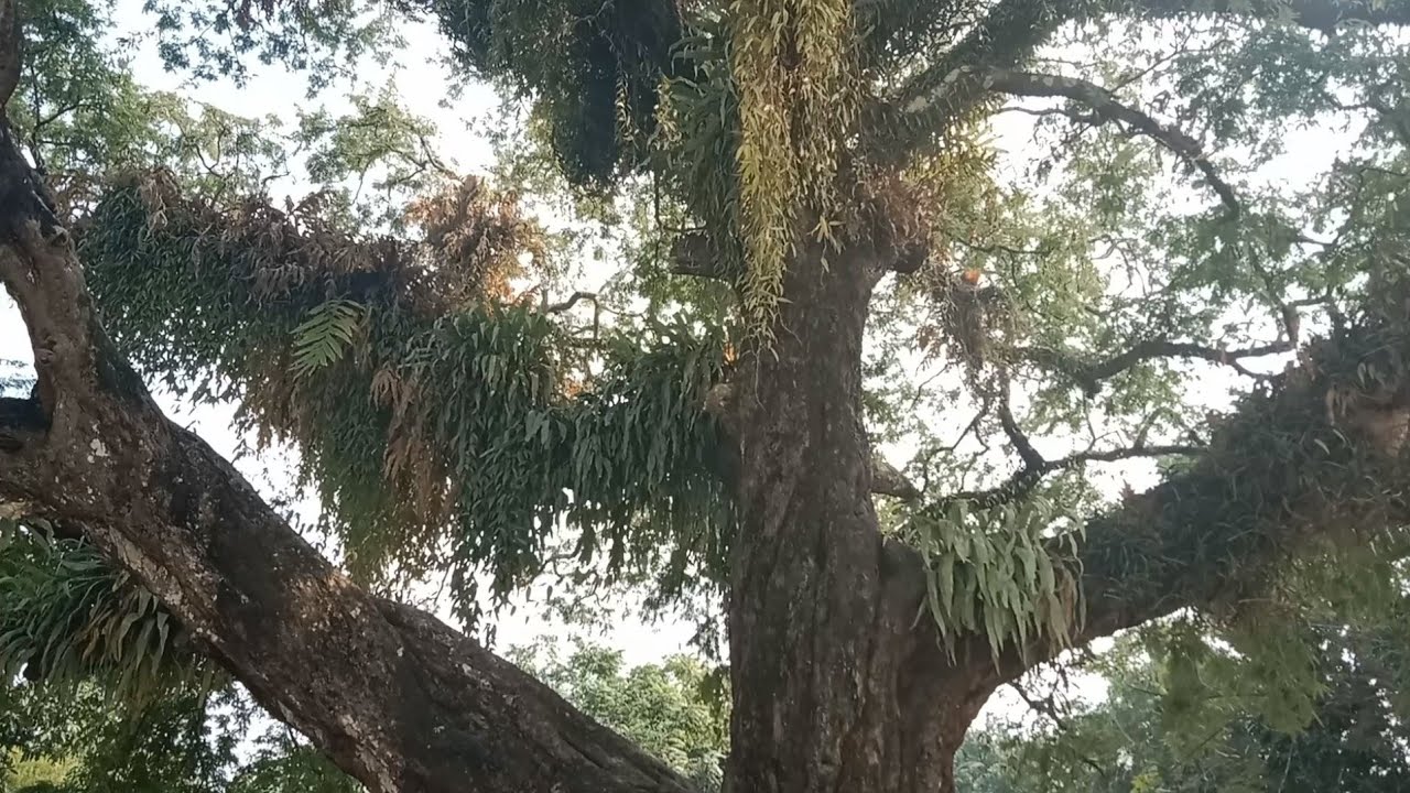 ২০০ বছর পুরানো ভুতুড়ে এক তেতুল গাছ। A 200 year old haunted willow tree ...