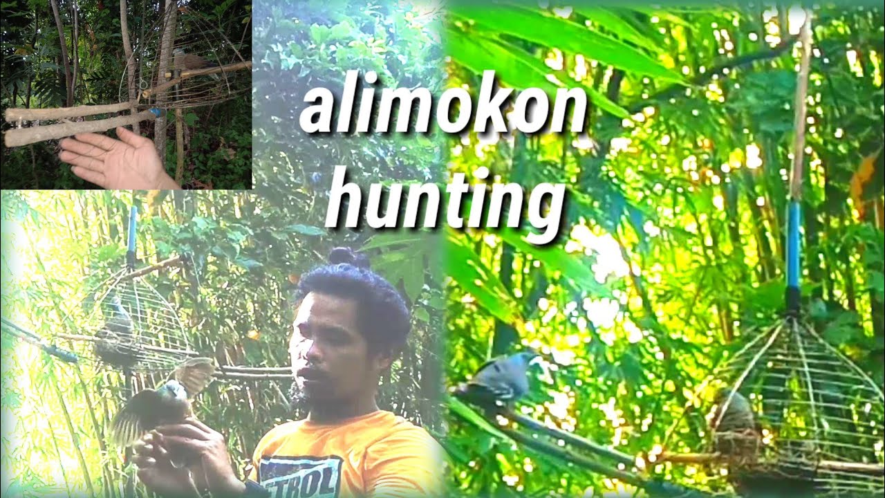Alimokon hunting under training (romz' hunter - YouTube