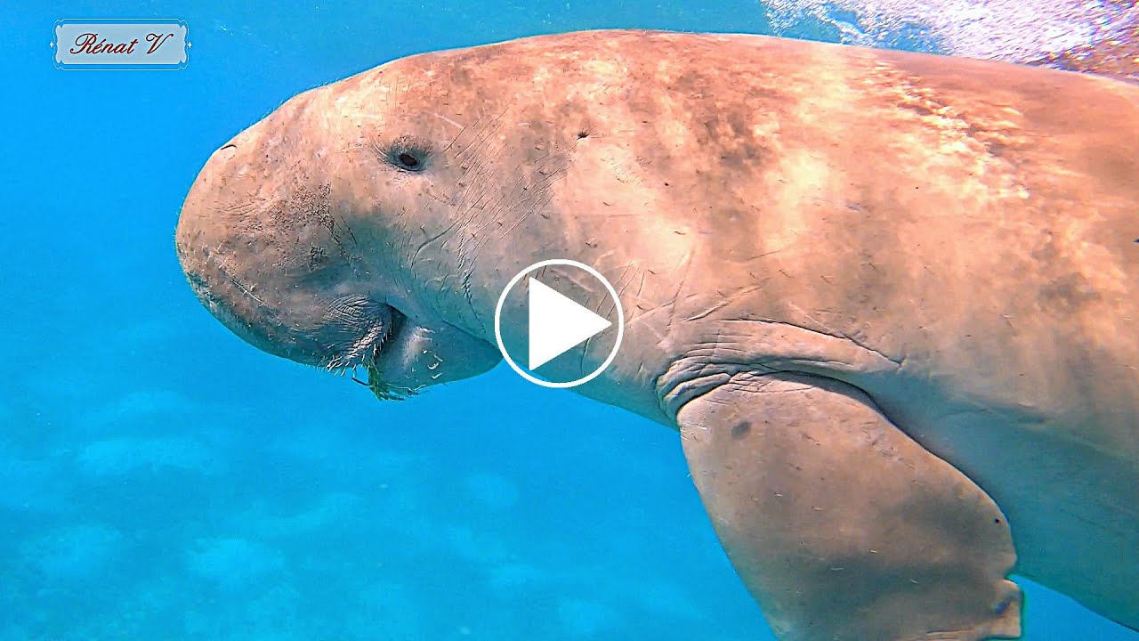 Fascinating encounter with the Dugong. Marine mammal in danger of ...