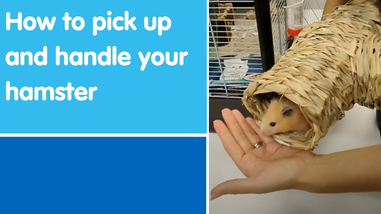 How to pick up and handle your hamster | Blue Cross - YouTube