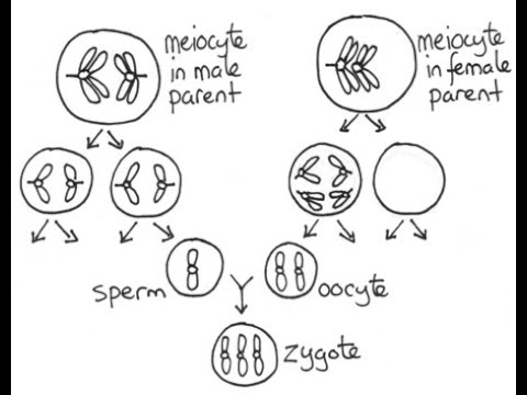 Aneuploidy-2 (Hyperploidy, Trisomies)/Chromosomal mutations by JJS Sir ...