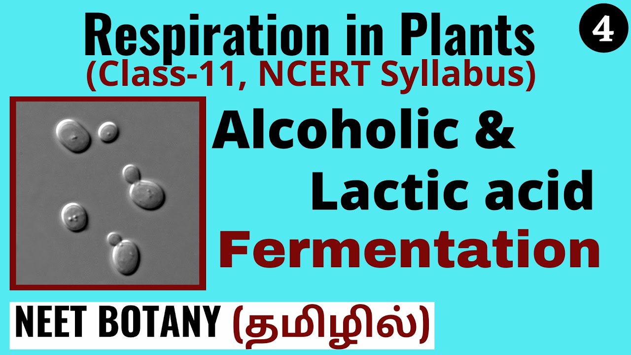 What happens during fermentation?| Respiration in plants#4| NCERT| NEET ...