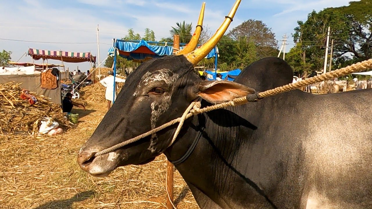 Seed bull from Sasalu cost 1.1 lakhs - YouTube