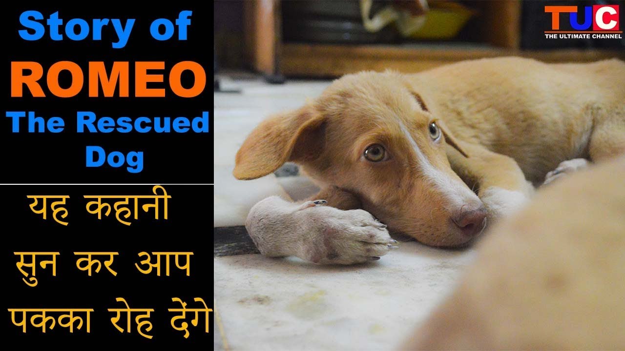 Story Of Romeo The Rescued Dog : यह कहानी सुन कर आप पक्का रोह देंगे ...