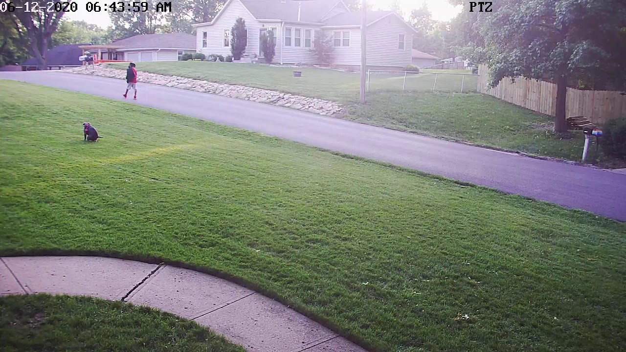 Dog pooping in my yard. - YouTube