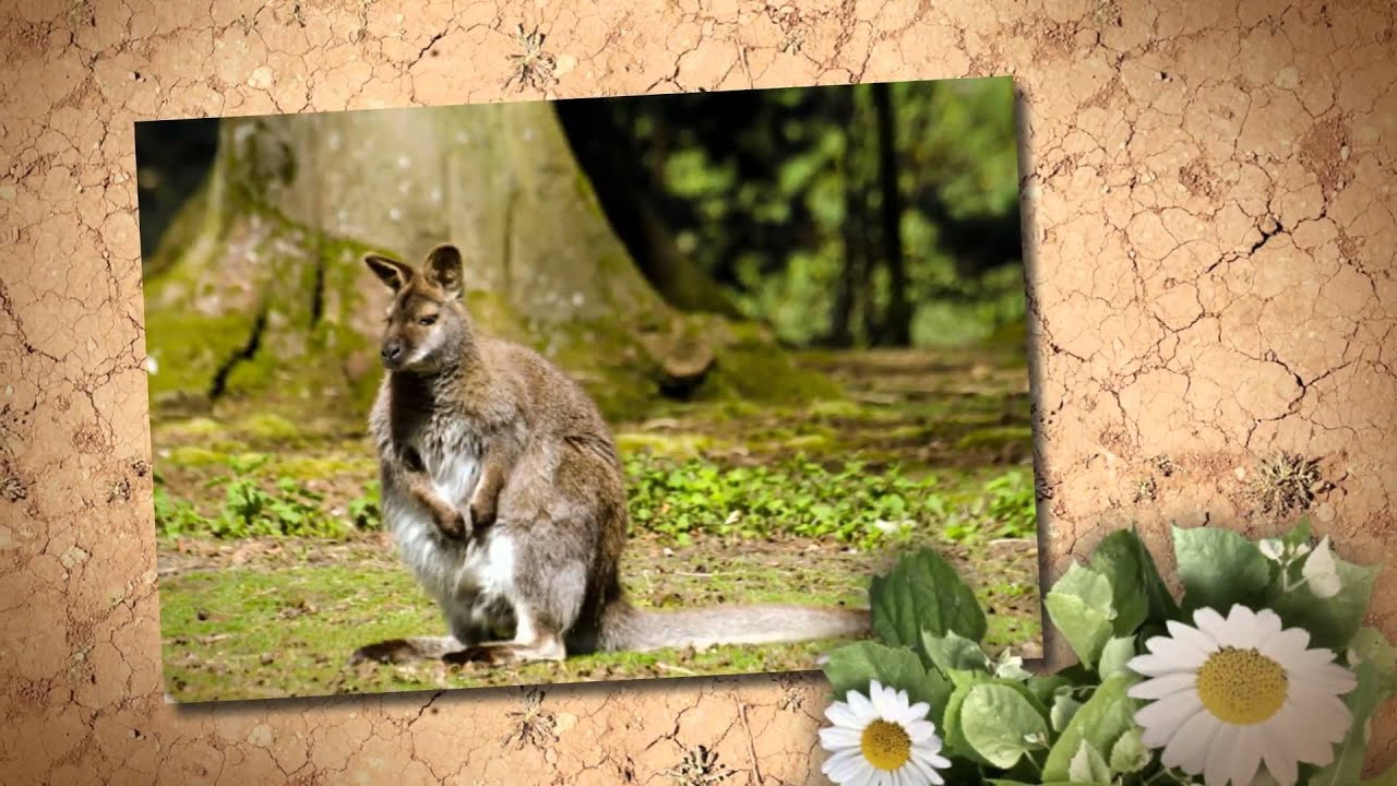 All About Kangaroos! - YouTube