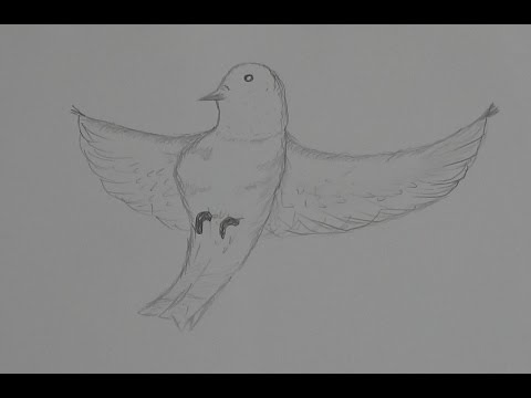 Kuş Resmi Çizimi (kara kalem) - osman çakır