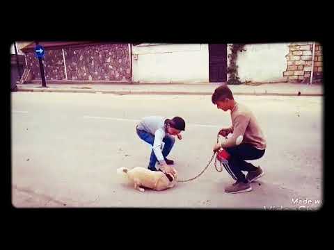 Azeribaycanlilar ve Xariciler it gorende Vine