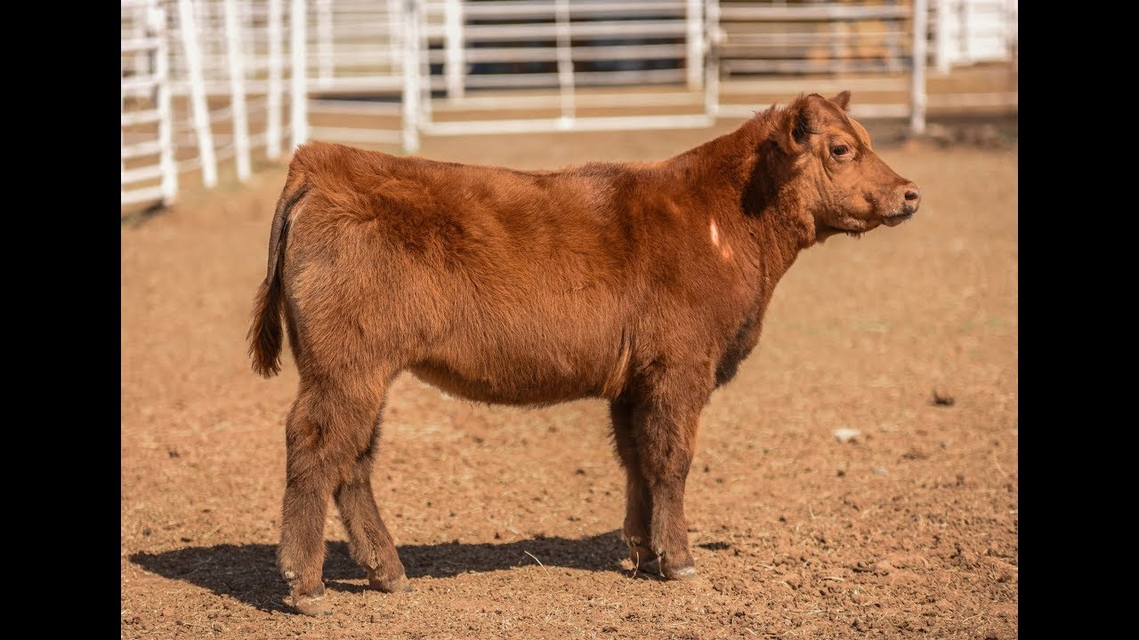 JR BEEF - TAG 3 - YouTube